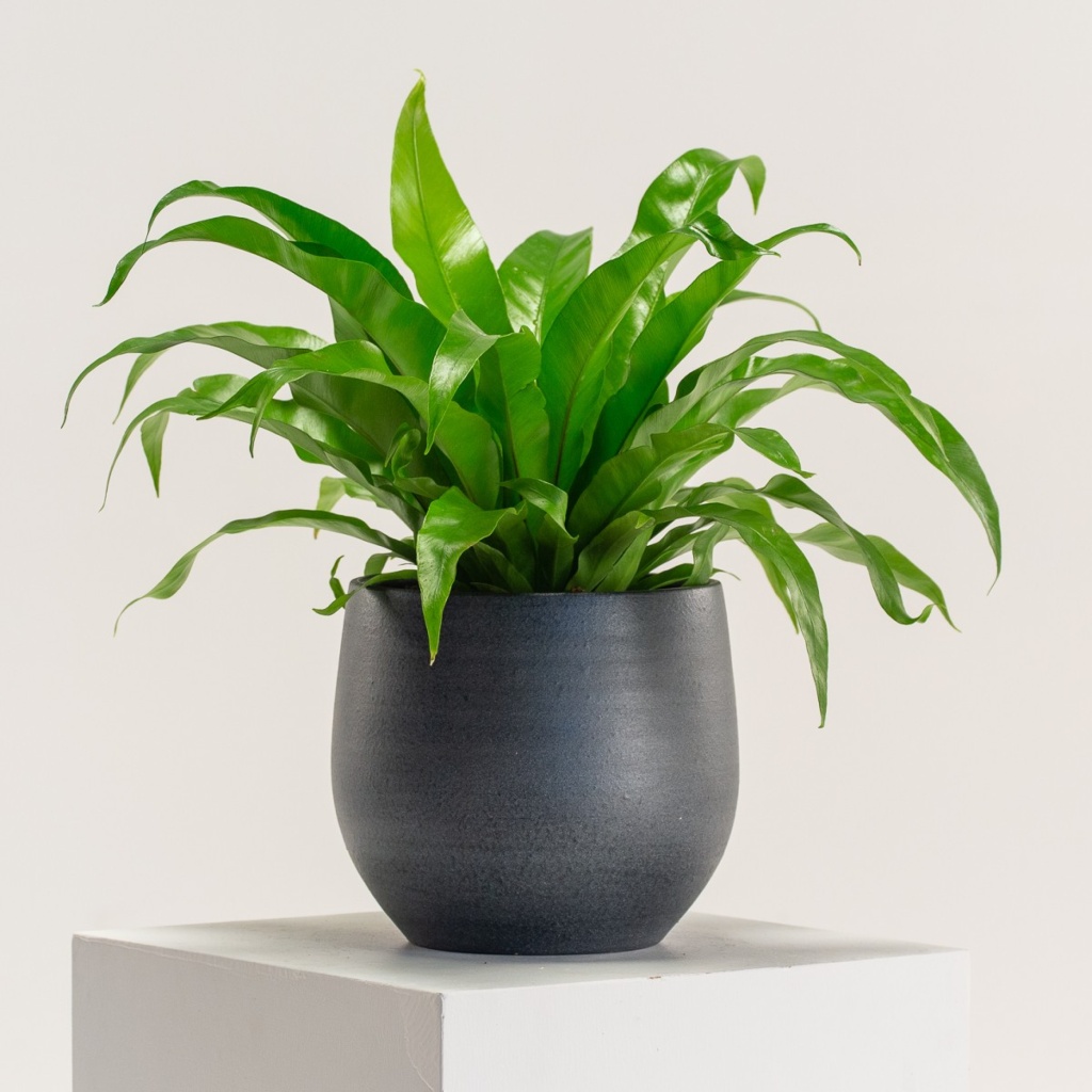 Asplenium antiquum | The Palm Centre