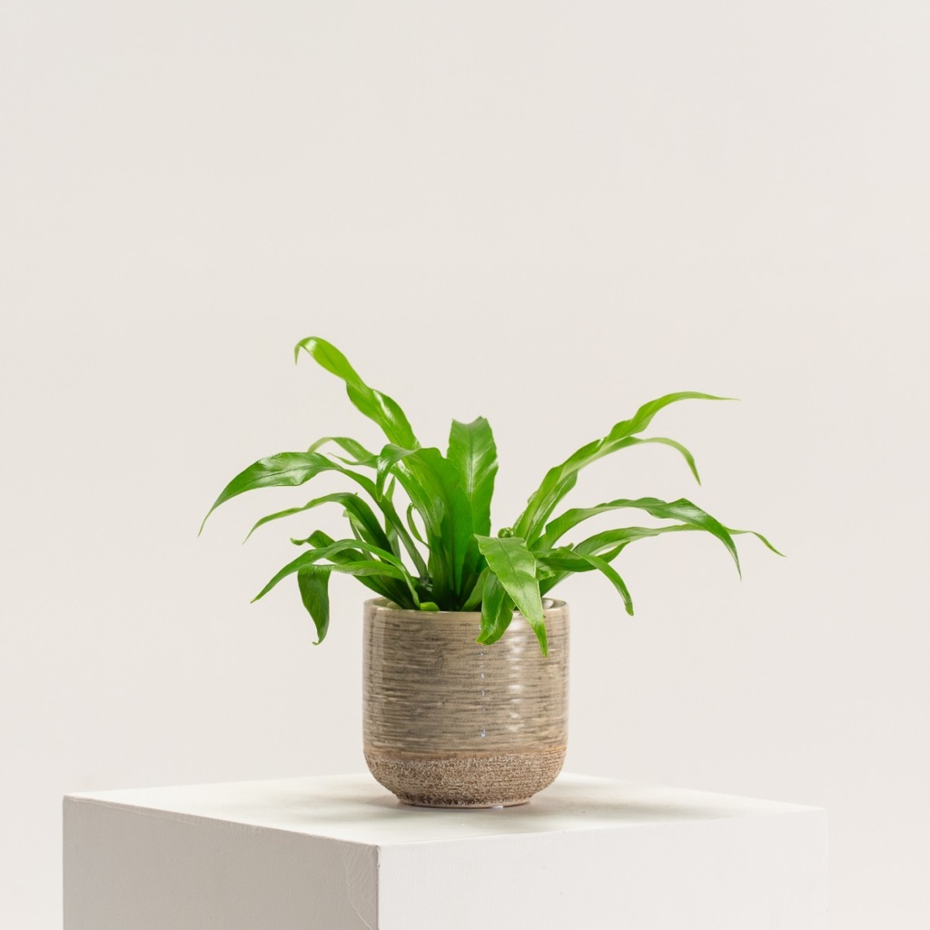 Asplenium antiquum | The Palm Centre