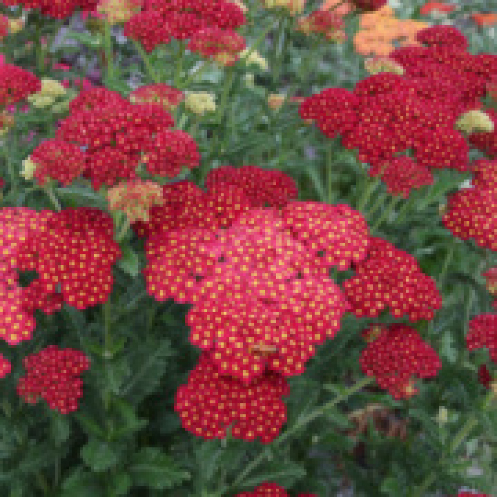 Achillea millefolium ‘Strawberry Seduction’ | The Palm Centre