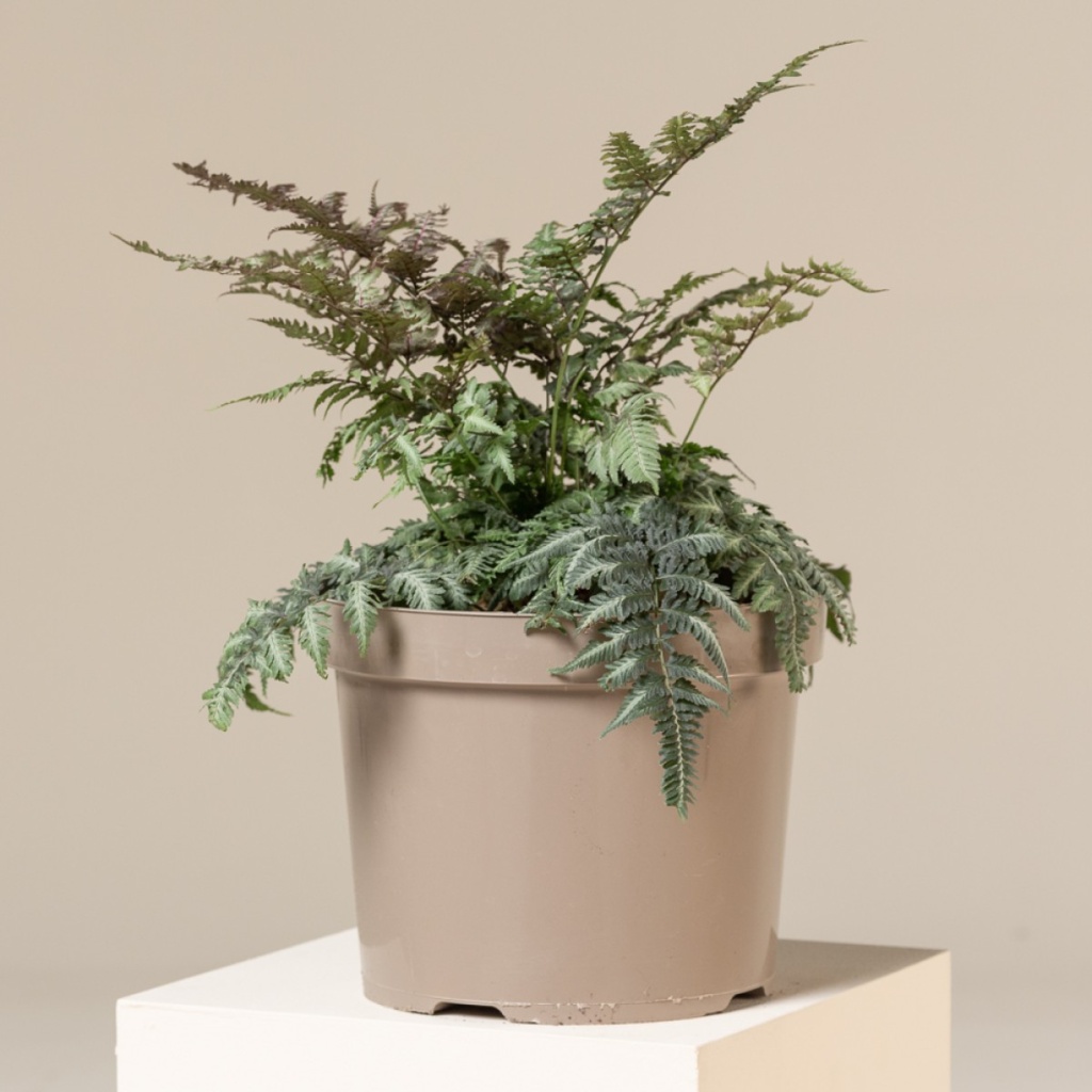 Athyrium niponicum ‘Metallicum’ - Japanese painted fern | The Palm Centre