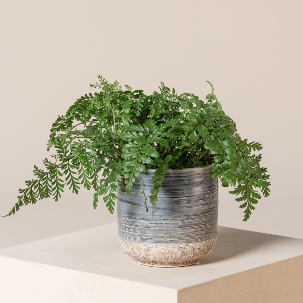 Asplenium ‘Parvati’ | The Palm Centre