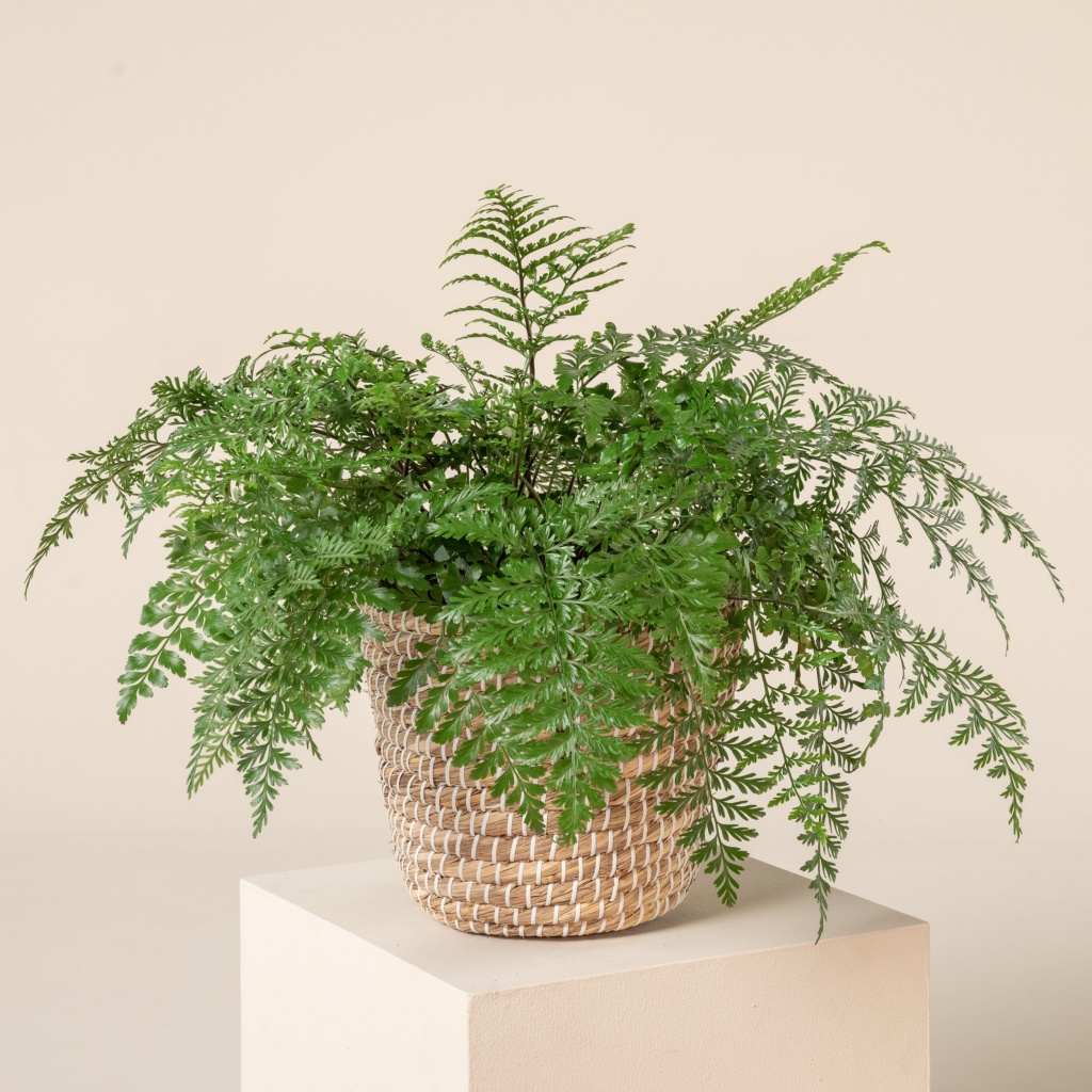 Asplenium ‘Parvati’ | The Palm Centre