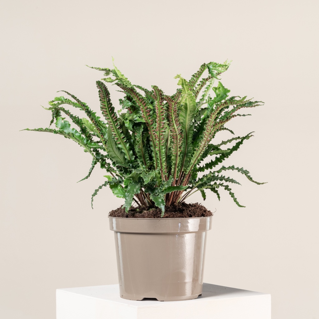 Asplenium scolopendrium ‘Angustifolium’ | The Palm Centre