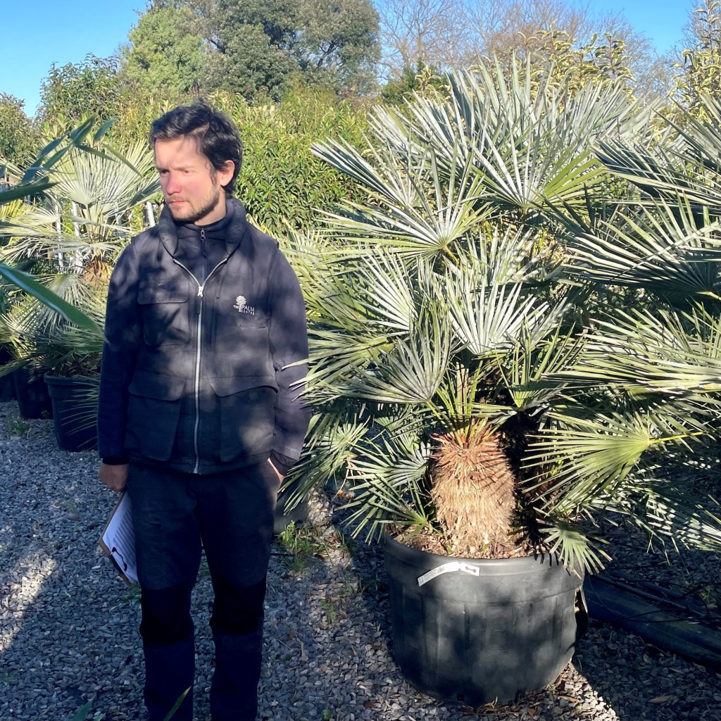 Chamaerops humilis var. cerifera | The Palm Centre