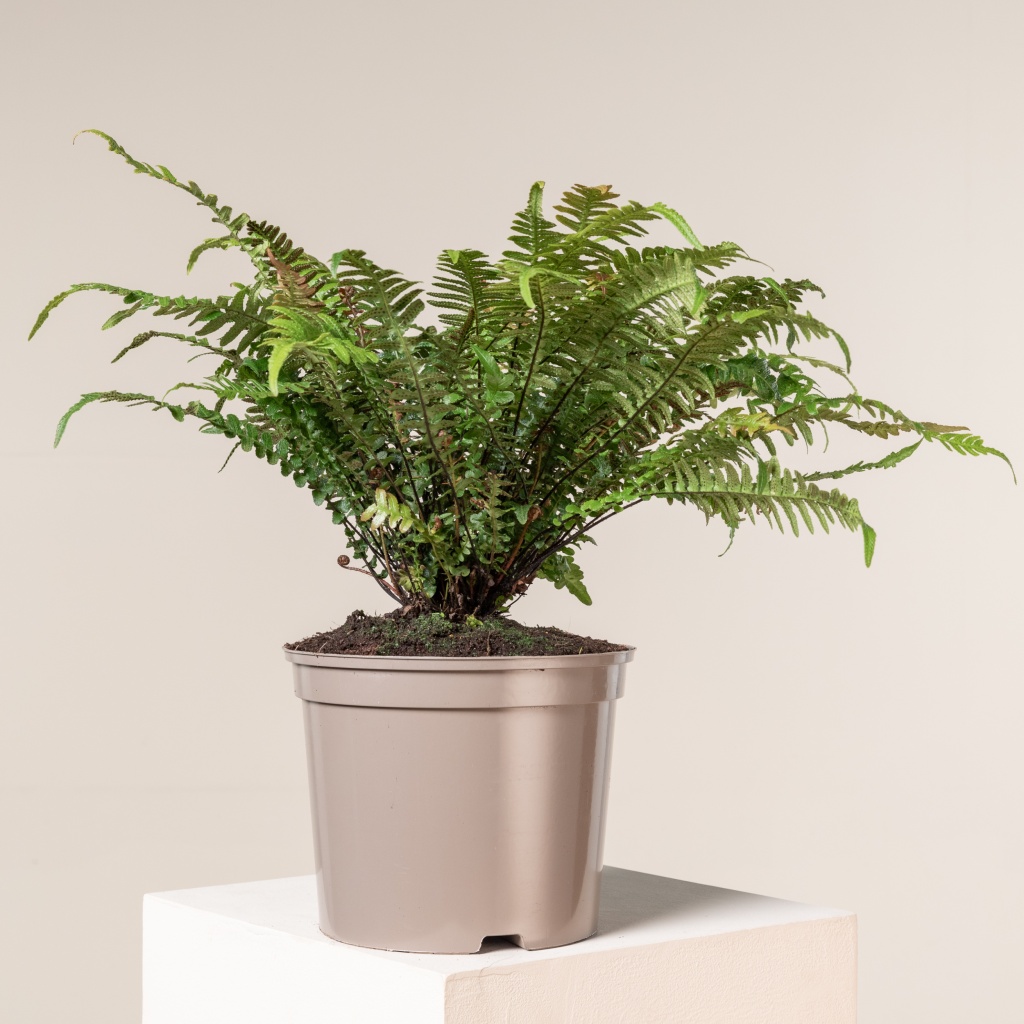 Doodia aspera - prickly rasp fern | The Palm Centre