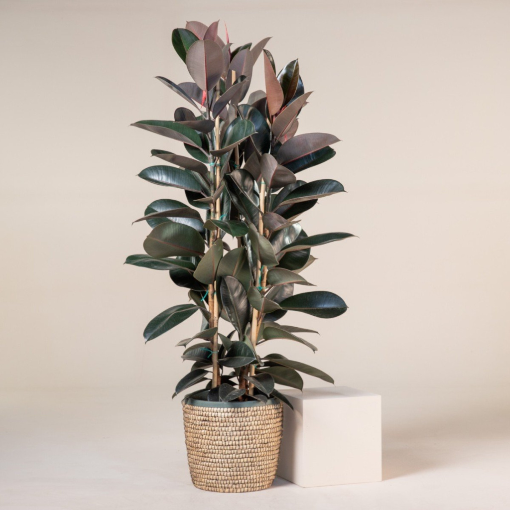 Ficus elastica ‘Abidjan’ | The Palm Centre