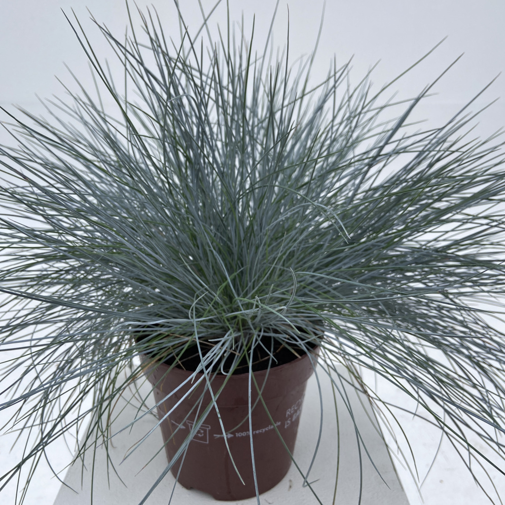 Festuca glauca ‘Intense Blue’ | The Palm Centre