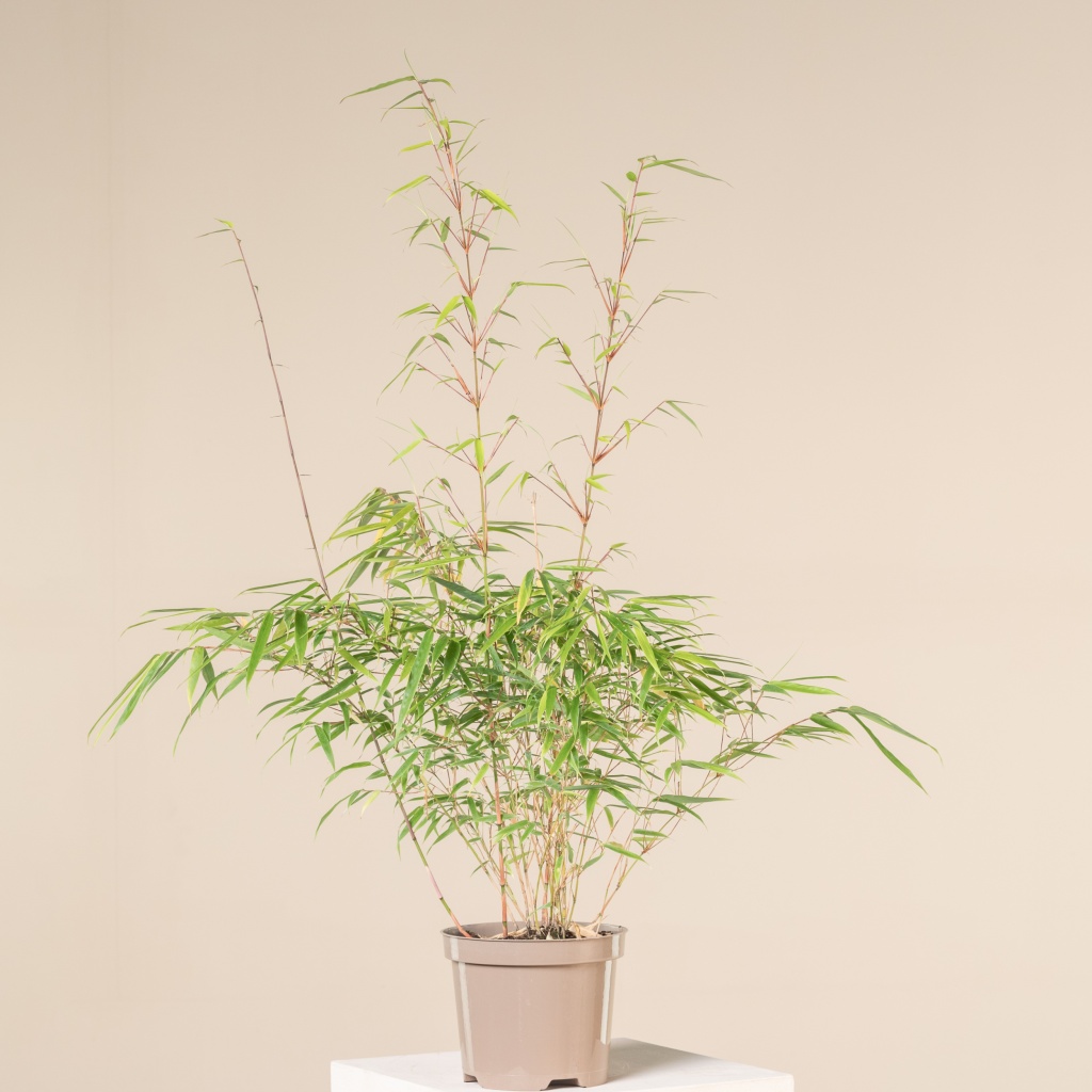 Fargesia rufa | The Palm Centre