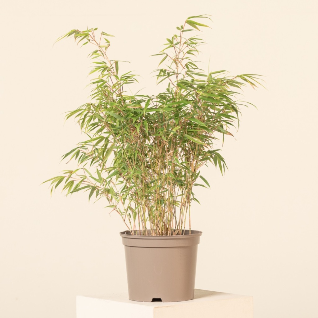 Fargesia rufa - Umbrella bamboo | The Palm Centre