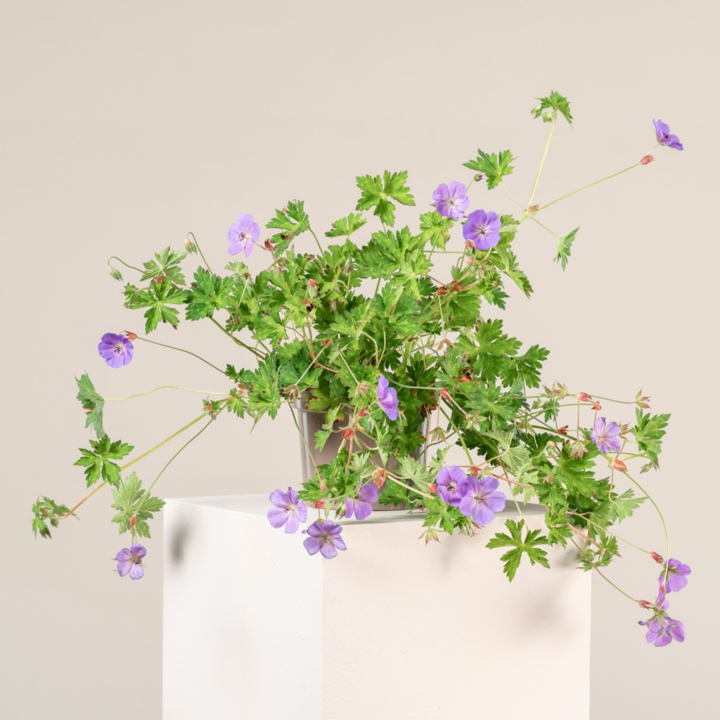 Geranium ‘Rozanne’ | The Palm Centre