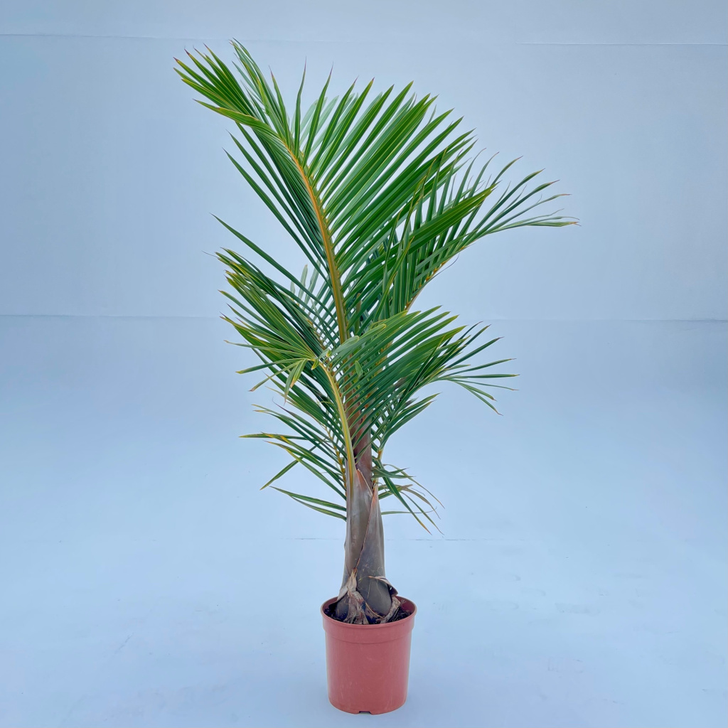 Hyophorbe verschaffeltii - Spindle palm | The Palm Centre