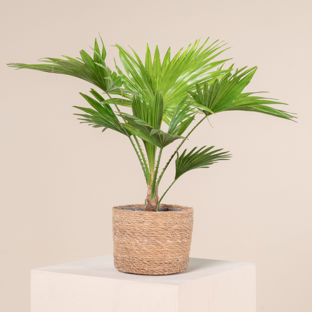 Livistona rotundifolia - footstool palm | The Palm Centre