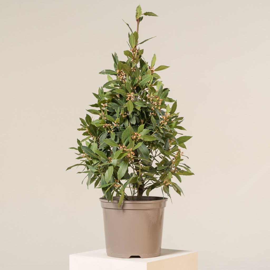Laurus nobilis - bay tree - pyramid form | The Palm Centre