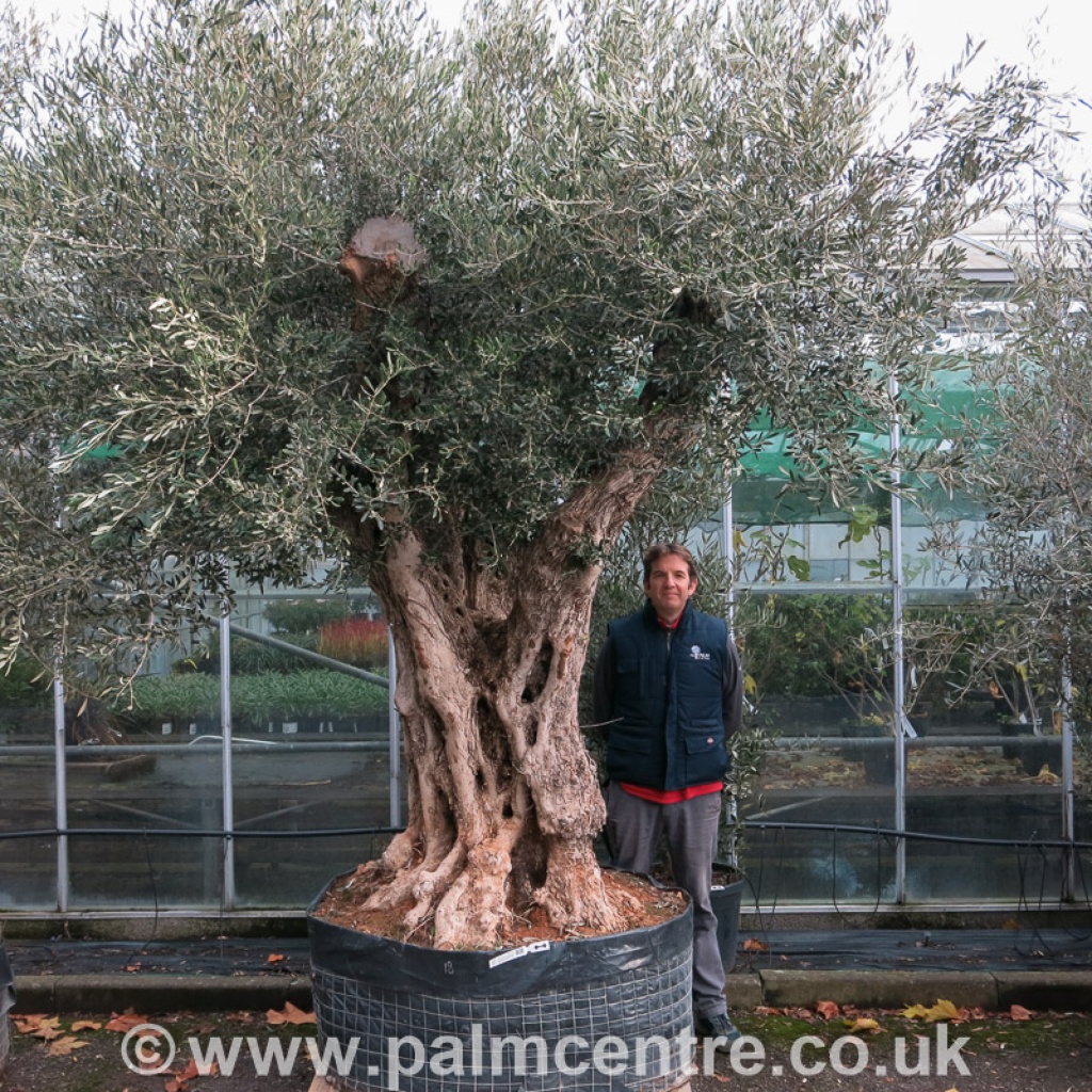 Olea europaea - Ancient | The Palm Centre
