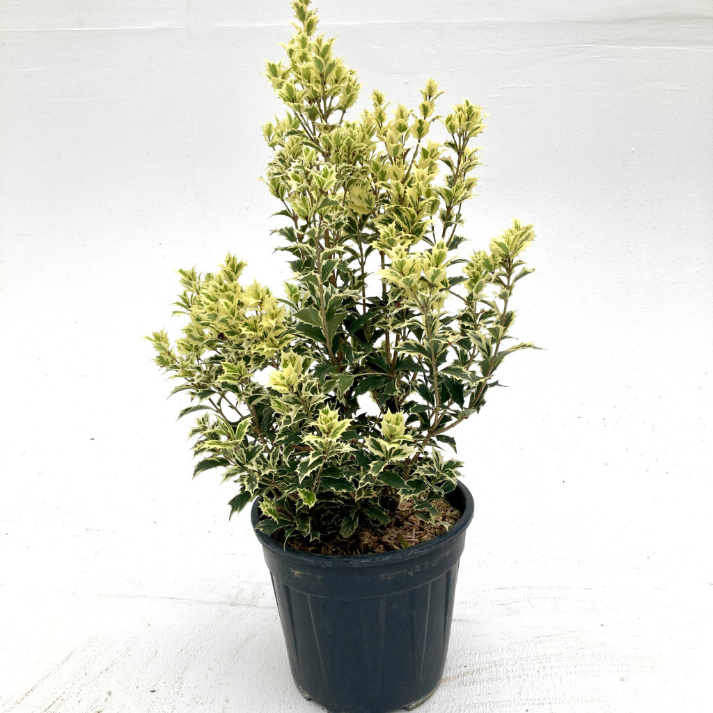 Osmanthus heterophyllus ‘Variegatus’ | The Palm Centre
