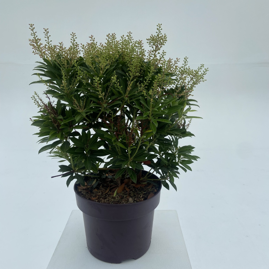 Pieris japonica ‘Debutante’ | The Palm Centre