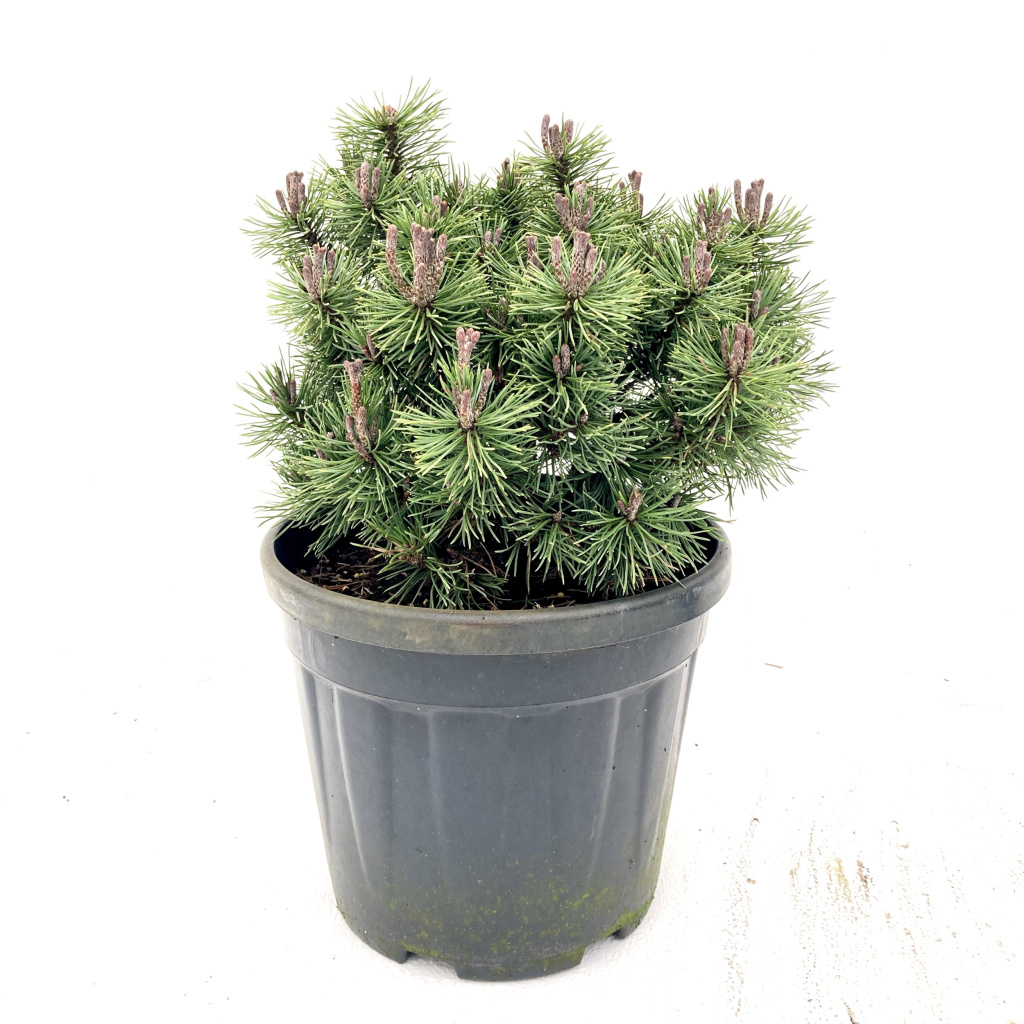 Pinus mugo ‘Mops’ | The Palm Centre