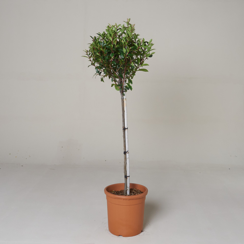 Photinia x fraseri ‘Robusta Compacta’ - Standard form | The Palm Centre
