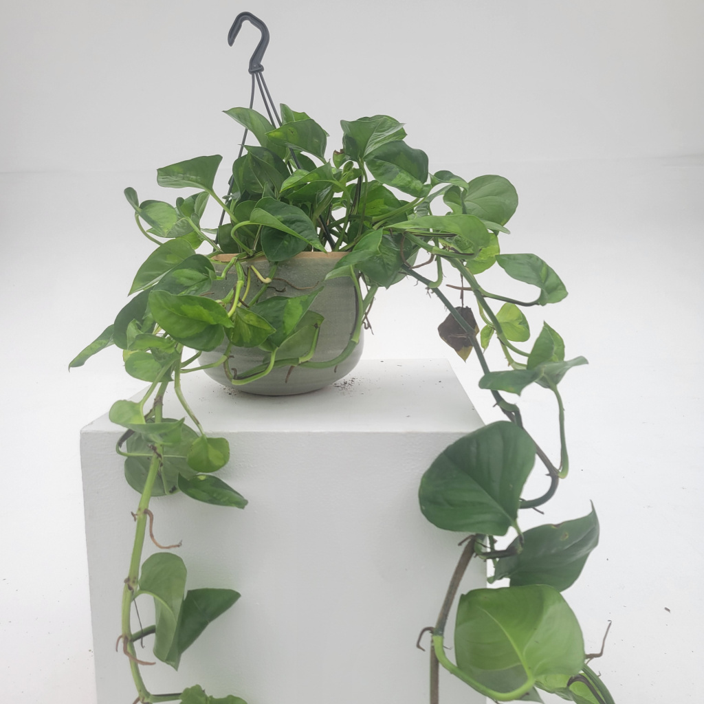 Scindapsus ‘Global Green’ | The Palm Centre