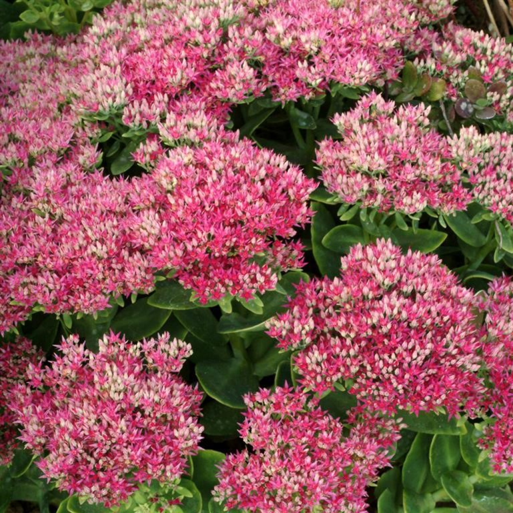 Sedum spectabile ‘Hot Stuff’ | The Palm Centre