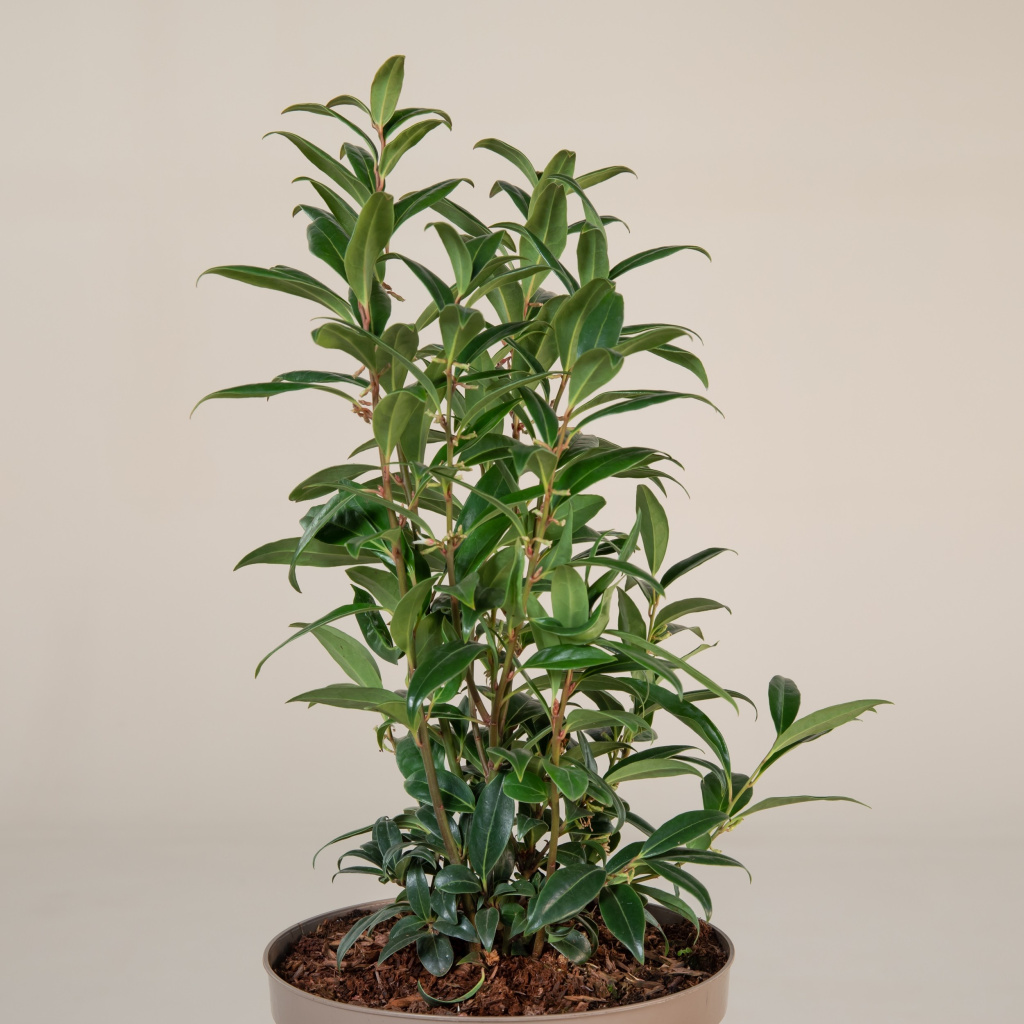Sarcococca hookeriana ‘Winter Gem’ | The Palm Centre