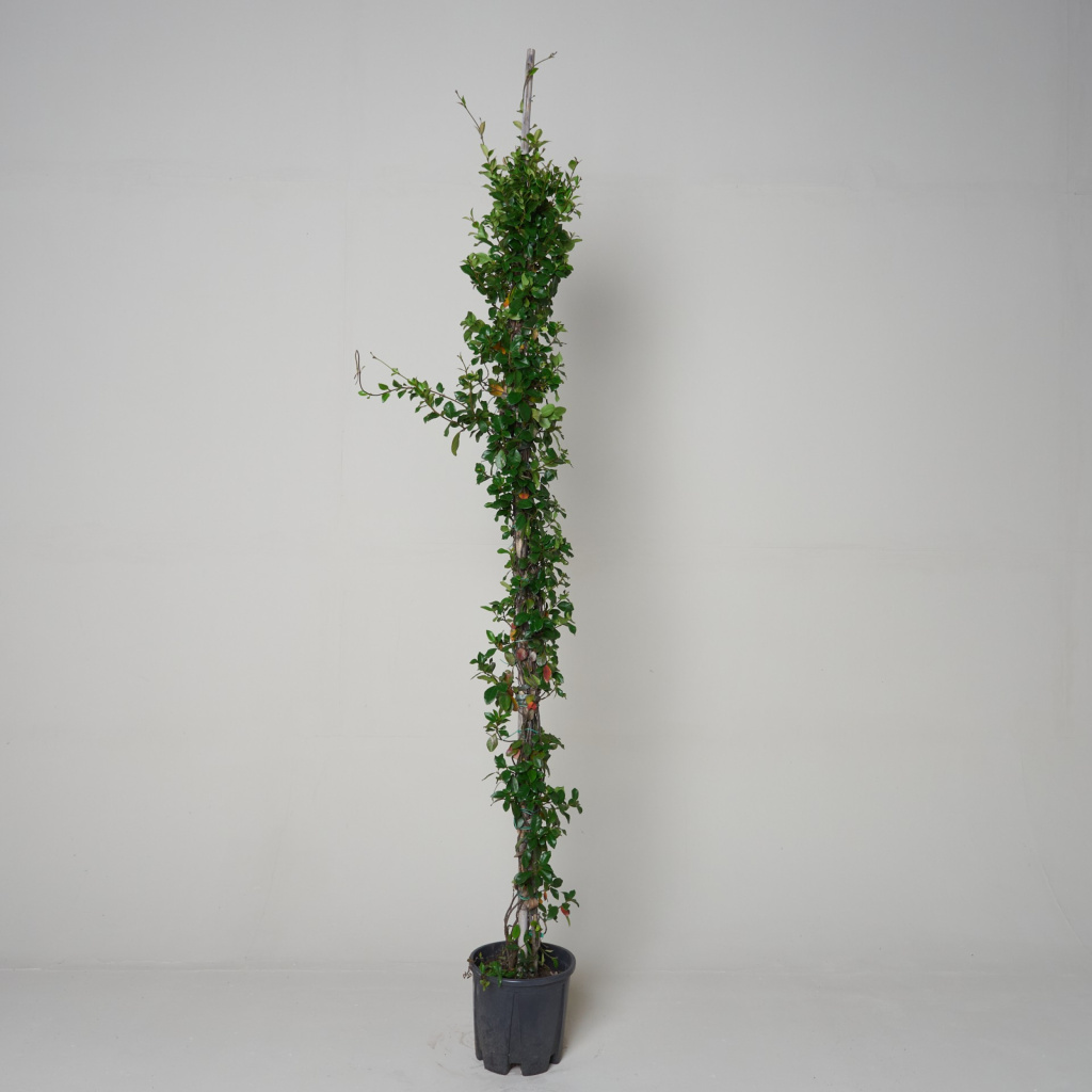 Trachelospermum asiaticum ‘Chilli and Vanilla’ | The Palm Centre