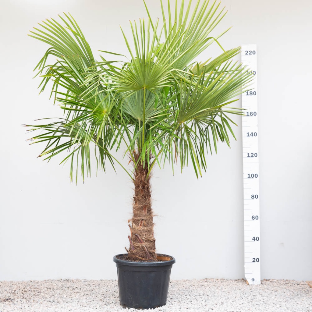 Trachycarpus fortunei - Chusan palm | The Palm Centre