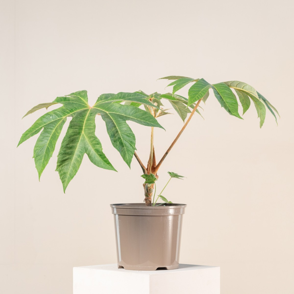 Tetrapanax papyrifer - Chinese rice paper plant | The Palm Centre