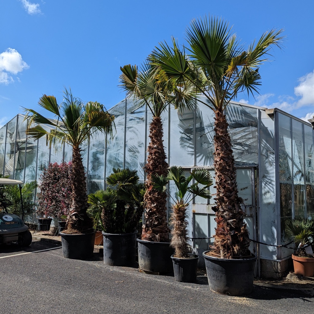Washingtonia robusta | The Palm Centre