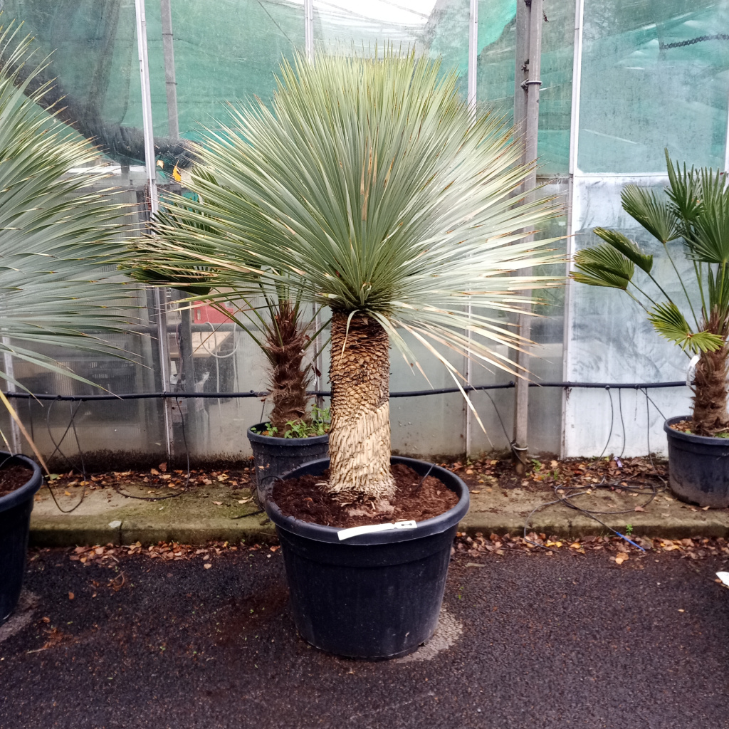 Yucca rostrata | The Palm Centre