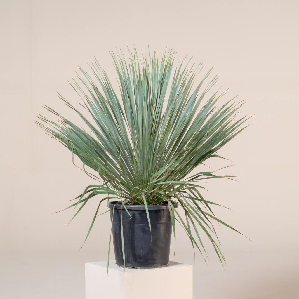 Yucca rostrata | The Palm Centre