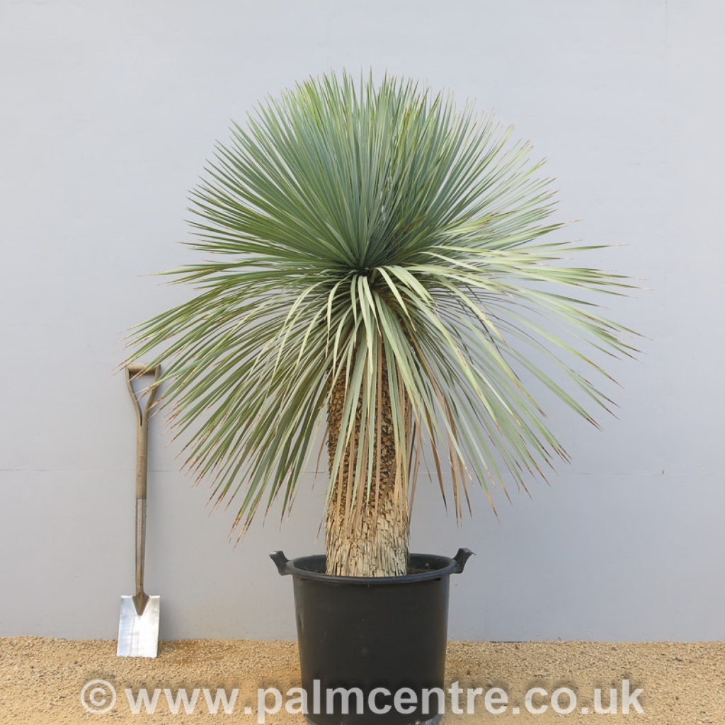 Yucca rostrata | The Palm Centre